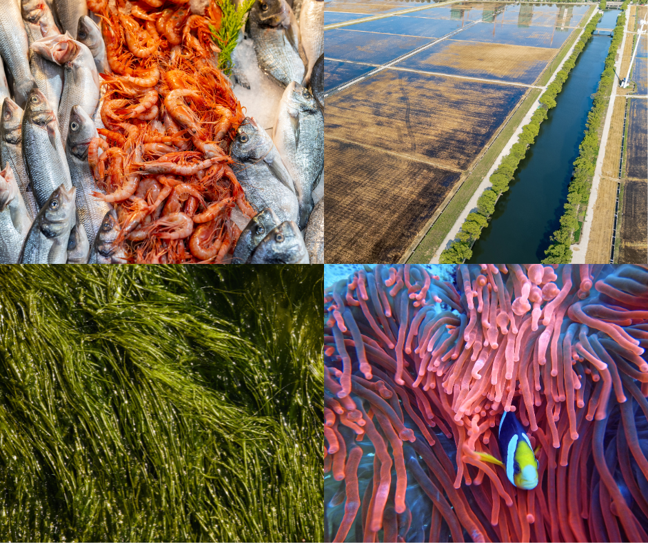 Blue Agriculture: The Next Frontier in Food Production