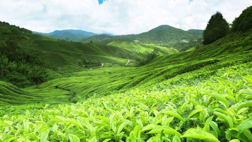 Sri Lanka's Diverse Tea Regions: A Flavorful Journey
