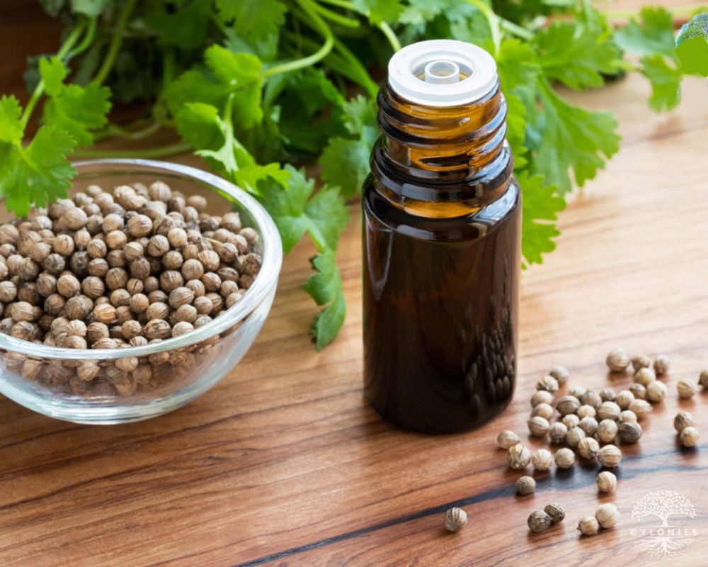 Buy Coriander Oil |100% Pure & Natural | Cylonies