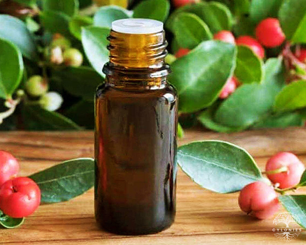Buy Wintergreen Oil | Pure Natural Essential Oil | Cylonies