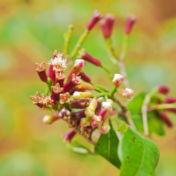 Unveiling the Aromatic Majesty of Ceylon Cloves
