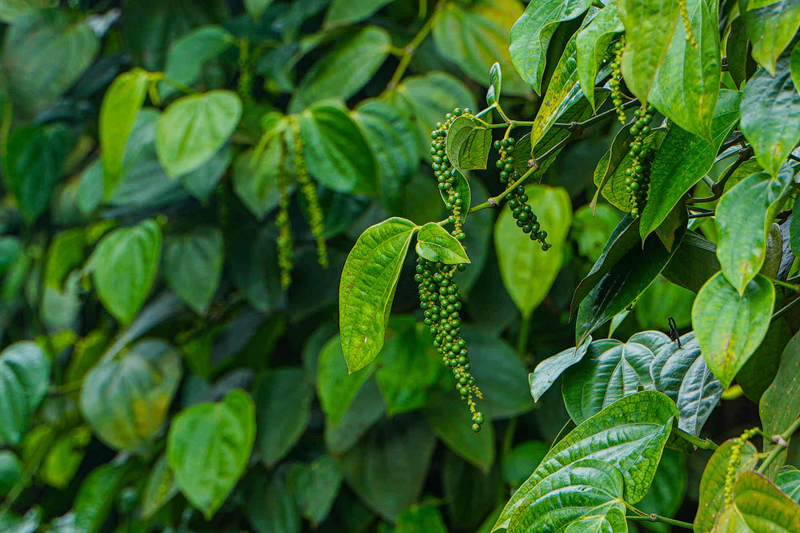 Ceylon Black Pepper in the Kitchen