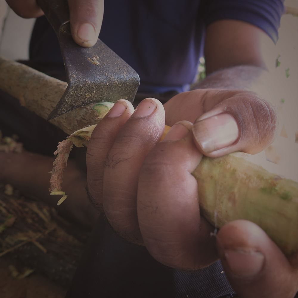 The Art of Making Ceylon Cinnamon Quills; The Traditional Way